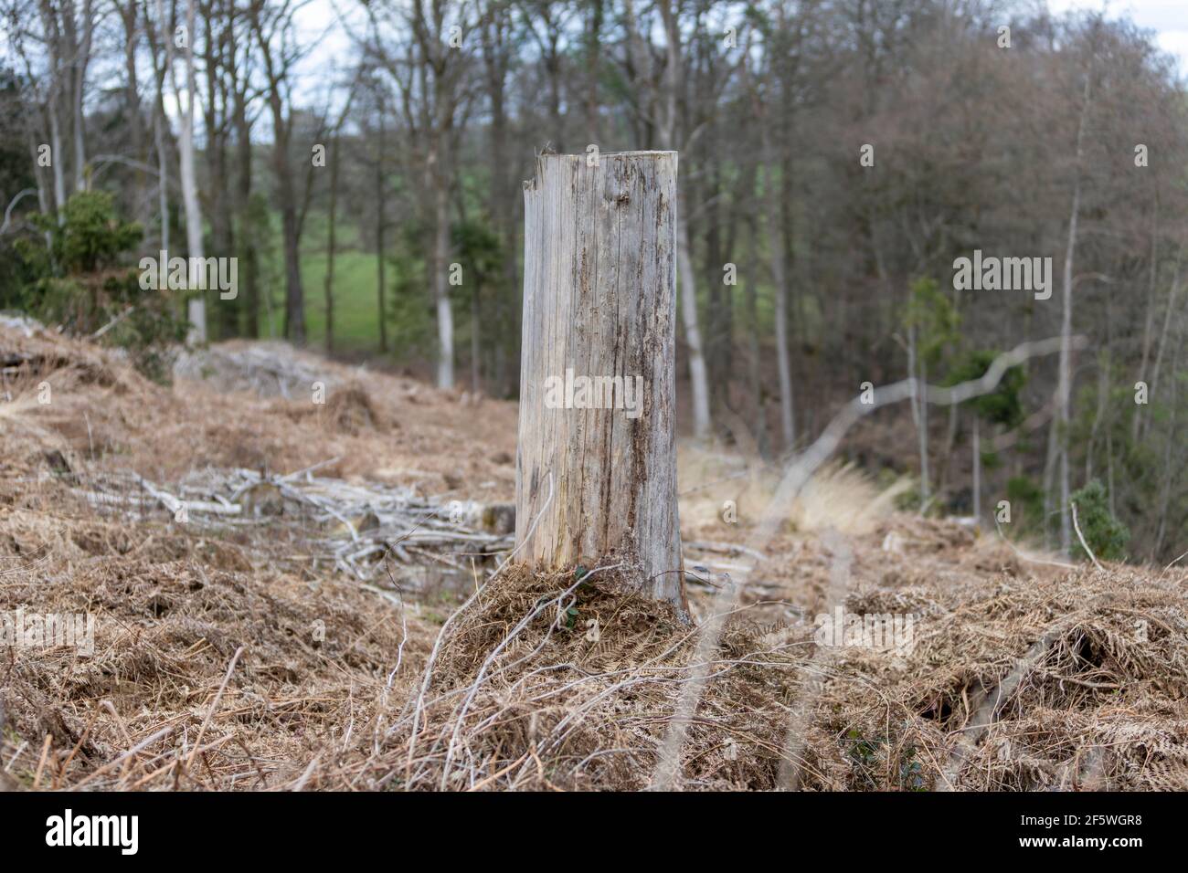 a dried up tree stump in a forest, the bark has fallen off Stock Photo ...