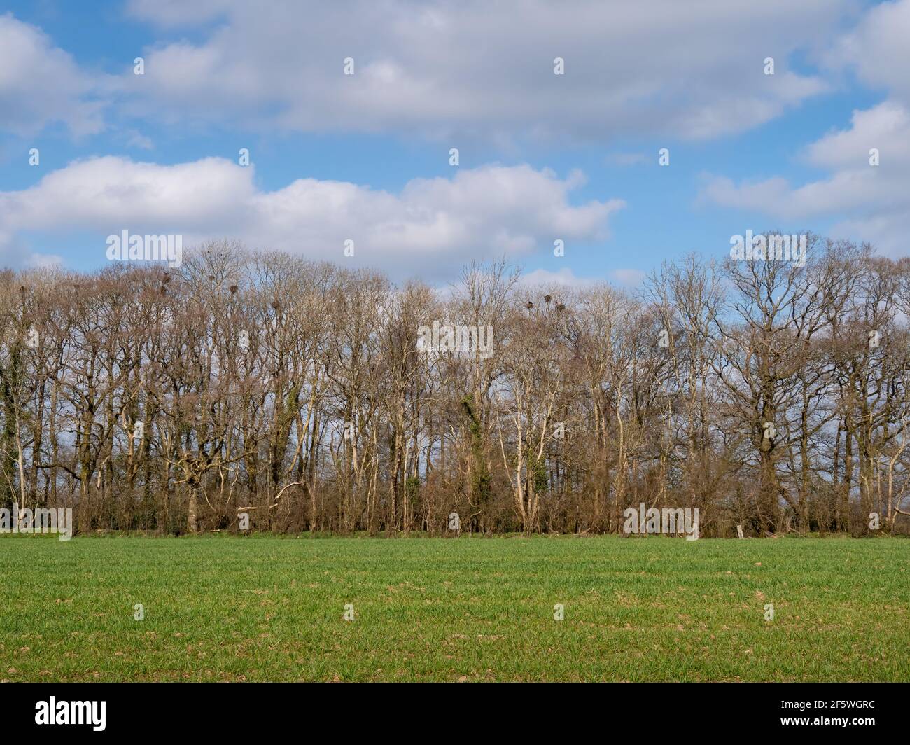 English rural landscape with rookery in trees Stock Photo - Alamy