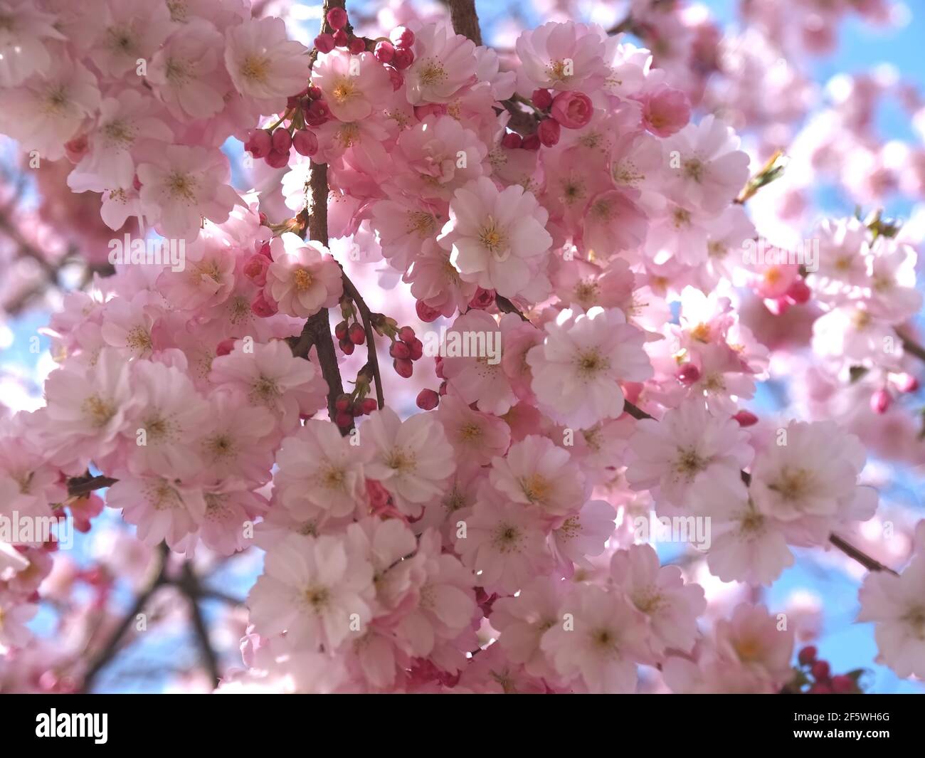 Macro of pink cherry blossoms on a tree in spring Stock Photo - Alamy
