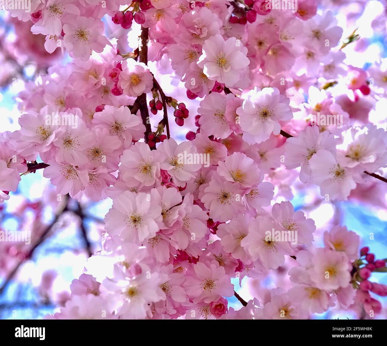 Macro of pink cherry blossoms on a tree in spring Stock Photo - Alamy