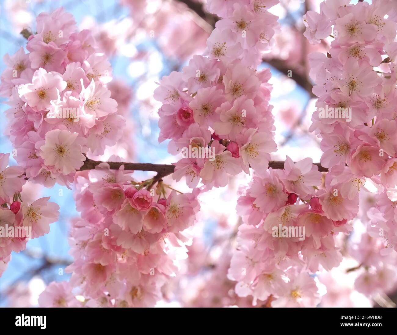 Delicate cherry blossom trees in bloom hi-res stock photography and ...