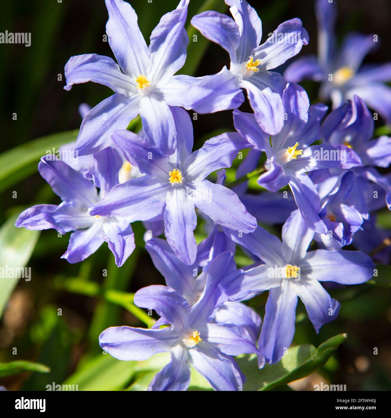 Tiny purple flowers Stock Photo - Alamy