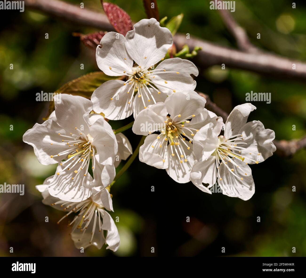 Prunus cerasus rosaceae hi-res stock photography and images - Alamy