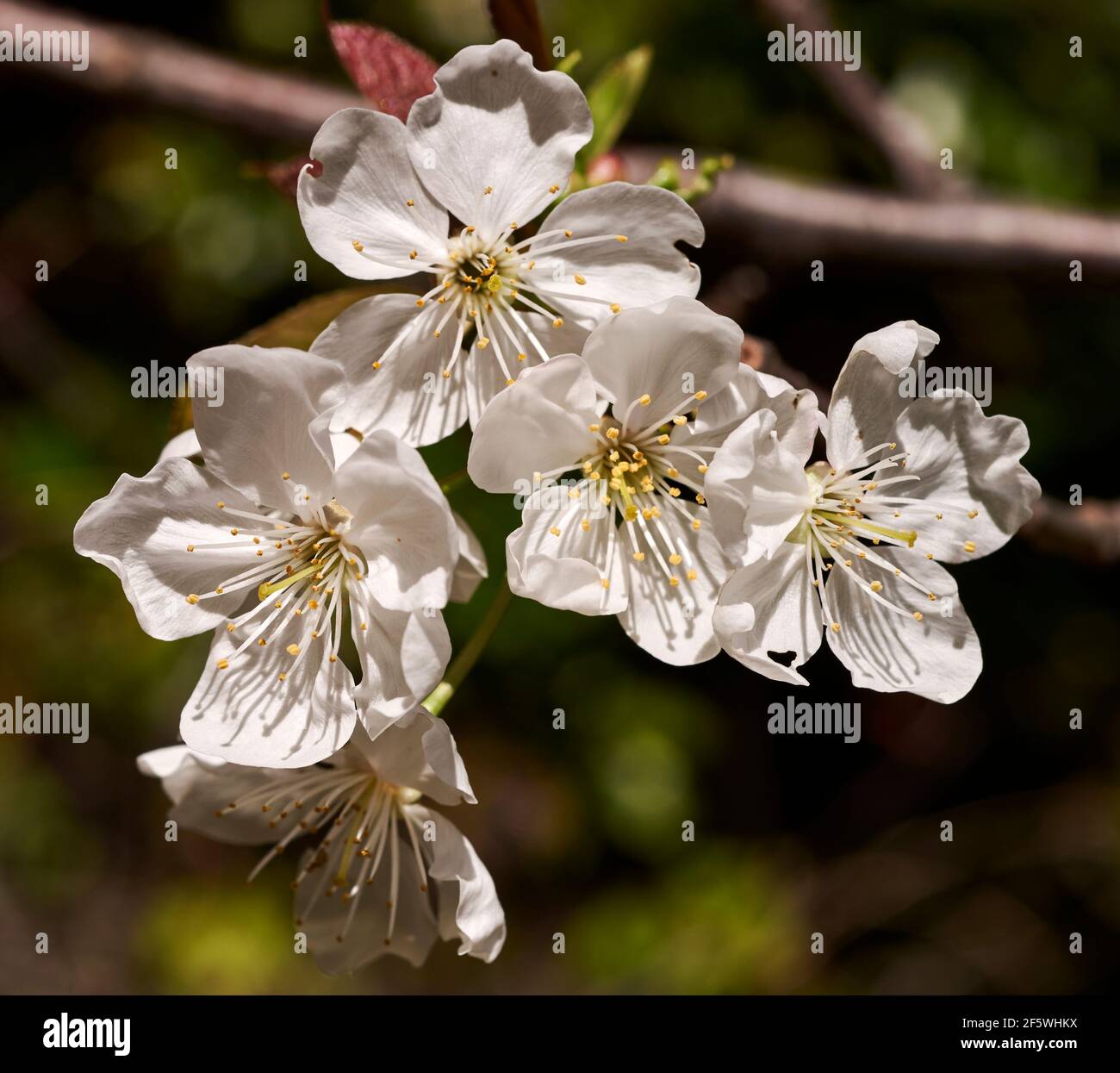 Prunus kirsche hi-res stock photography and images - Alamy