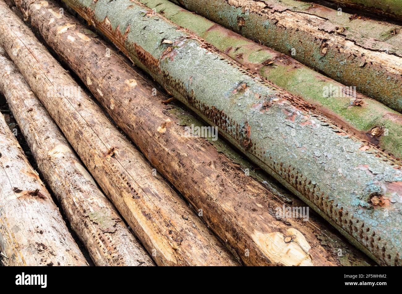 Felled trees at a lumberyard or logging site, log pile trunks or stack ...