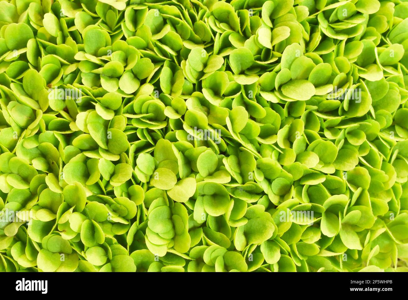 Lettuce texture hi-res stock photography and images - Alamy
