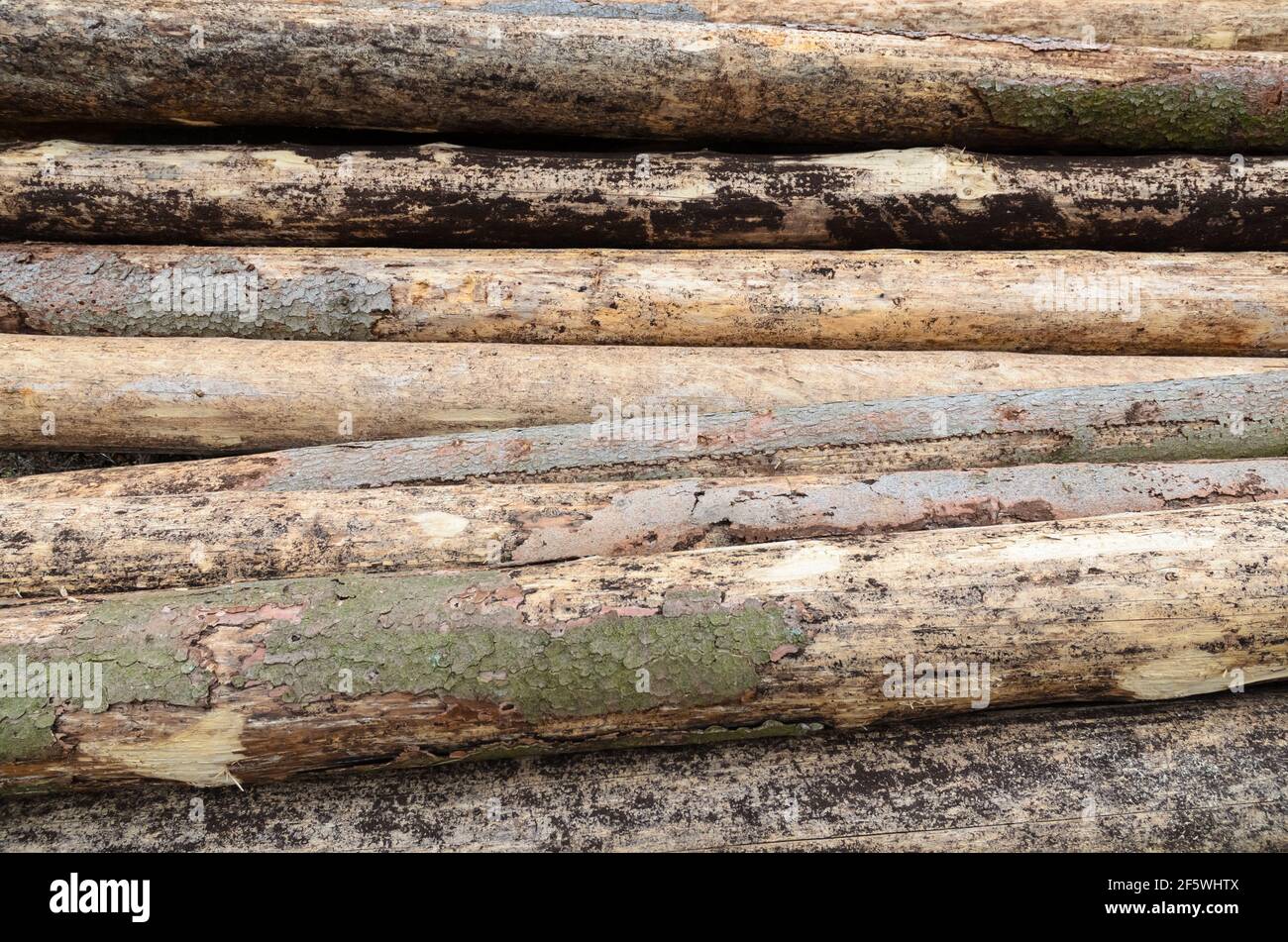 Felled trees at a lumberyard or logging site, log pile trunks or stack ...