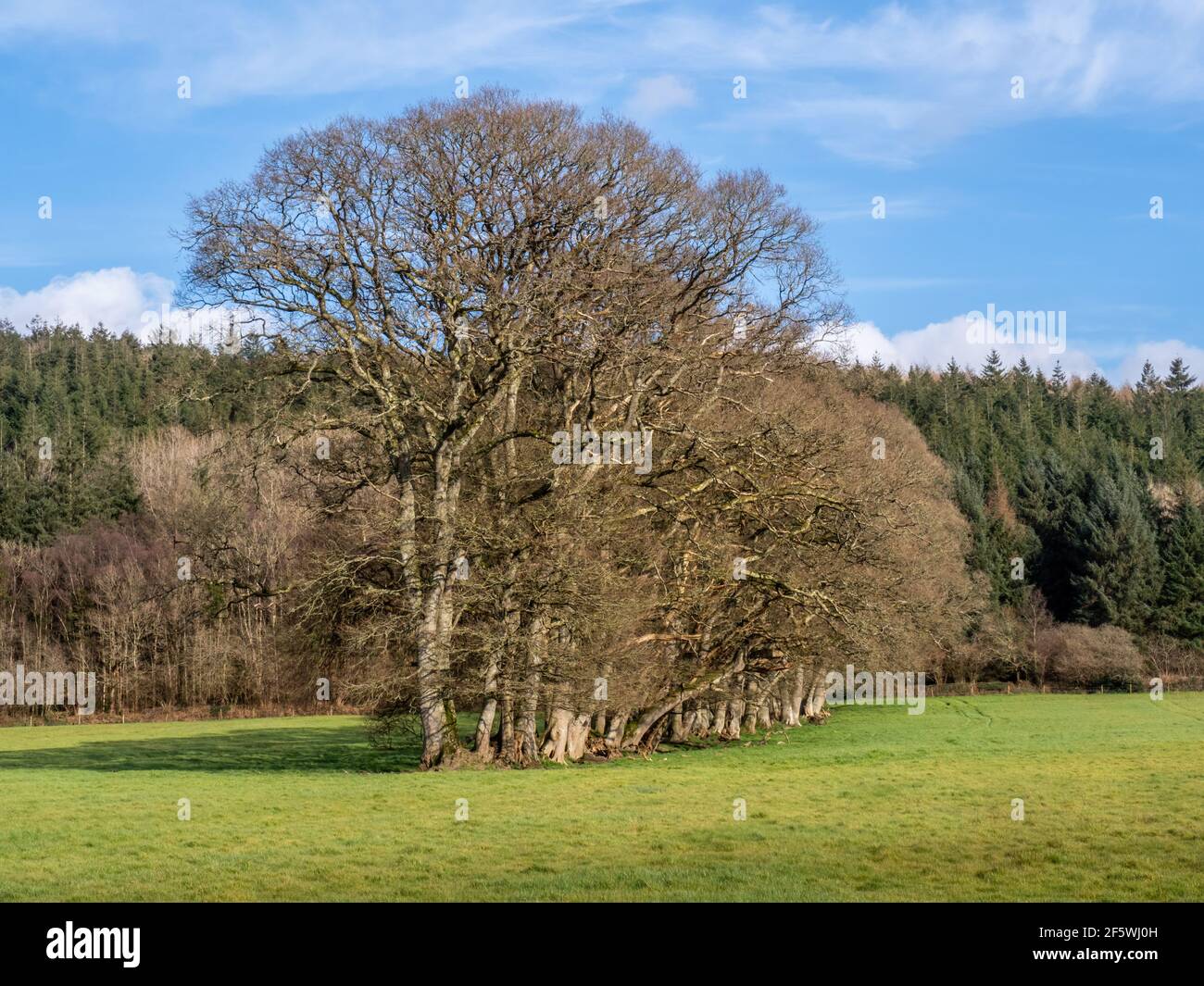Beautiful English landscape with ancient row of trees, in spring Stock ...