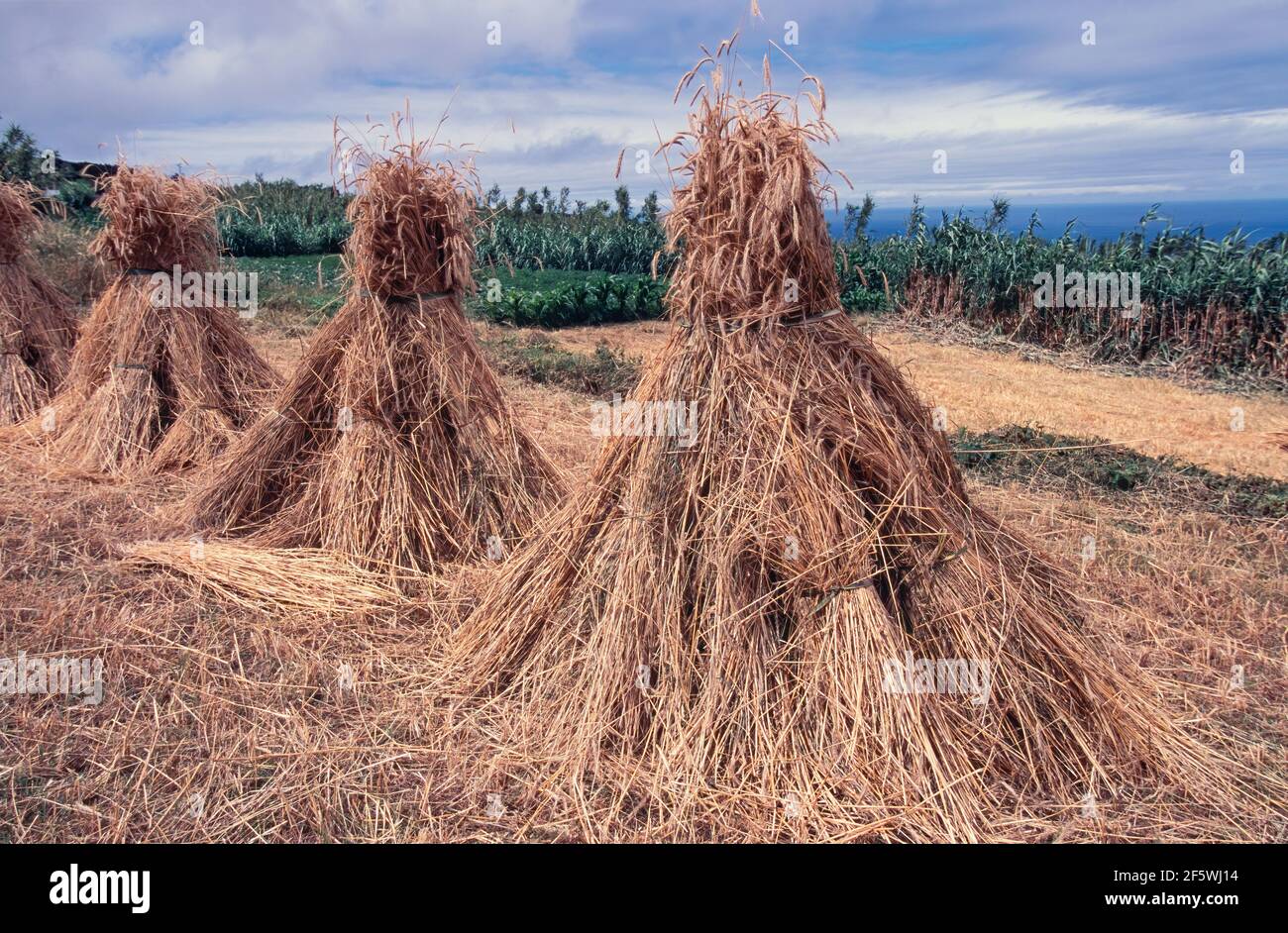Piles Of Grain High Resolution Stock Photography and Images - Alamy