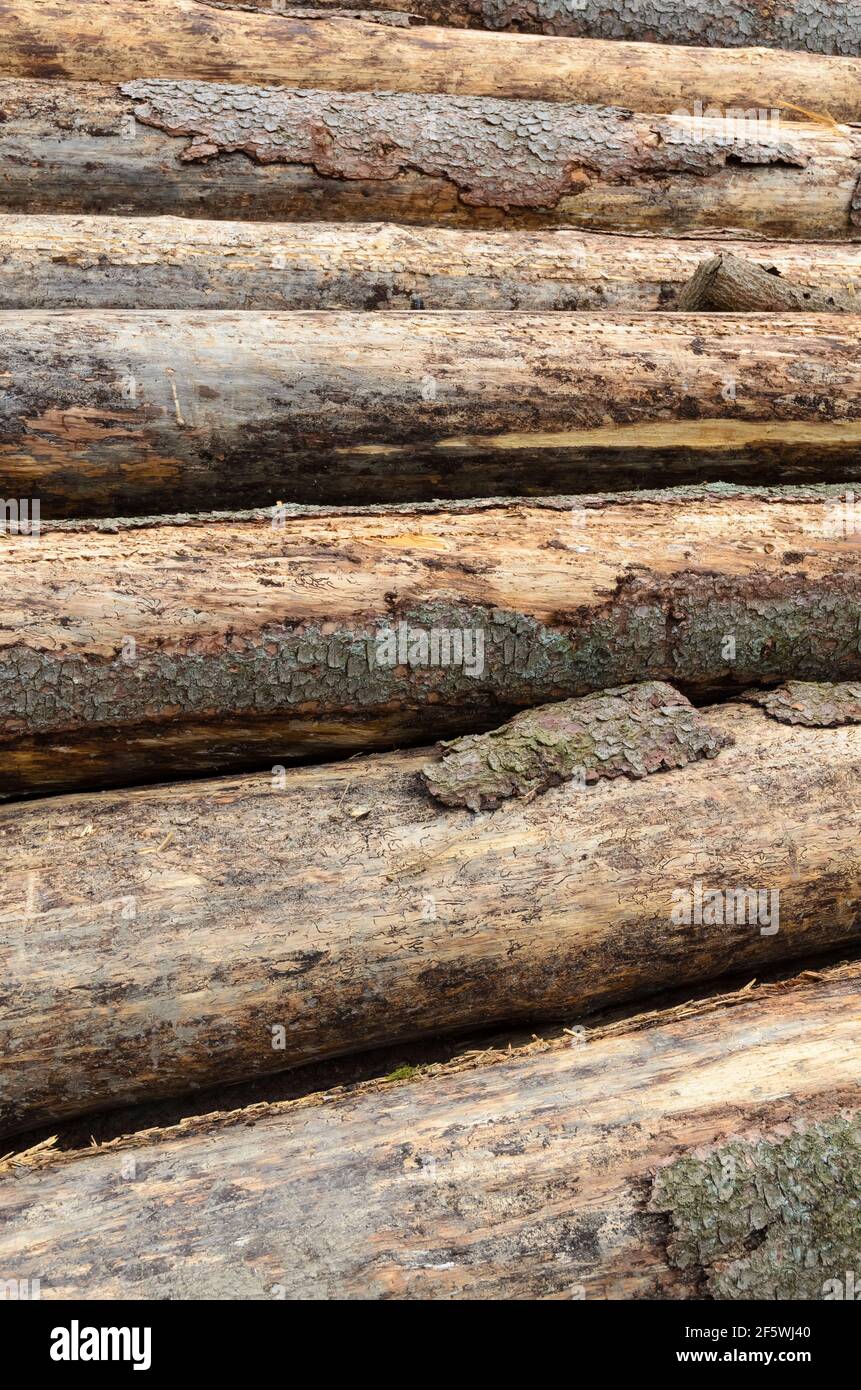 Wooden Log Side View
