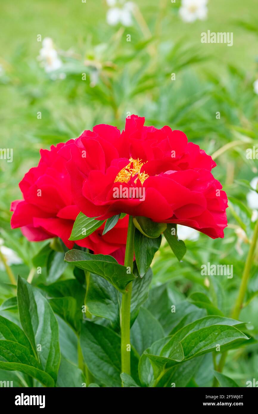 Early Midseason red semi-double Herbaceous Hybrid, semi-double deep red ...