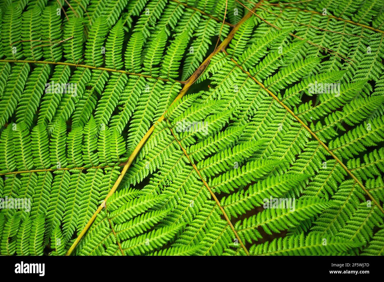 Fern Pteridium aquilinum - Plant organism Stock Photo - Alamy