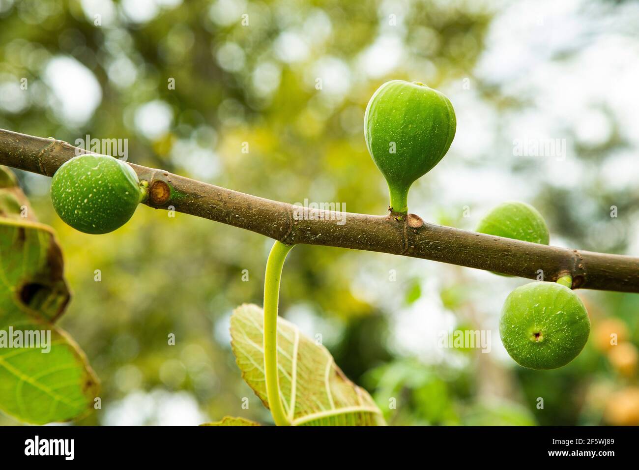 Kadota fig tree hi-res stock photography and images - Alamy