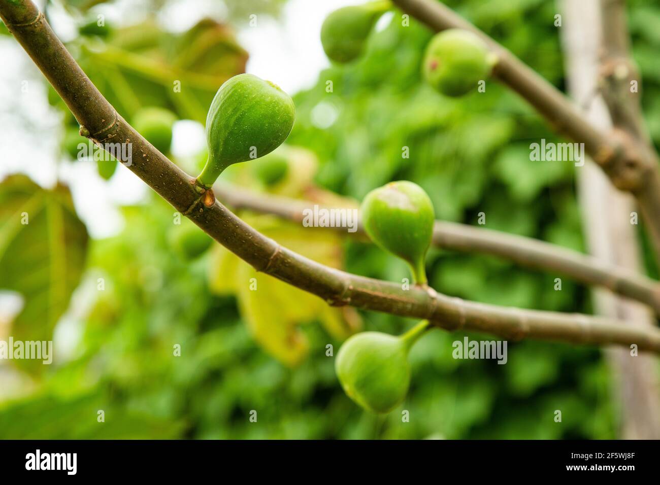 Ficus carica - Common fig, green tree, nature background Stock Photo ...