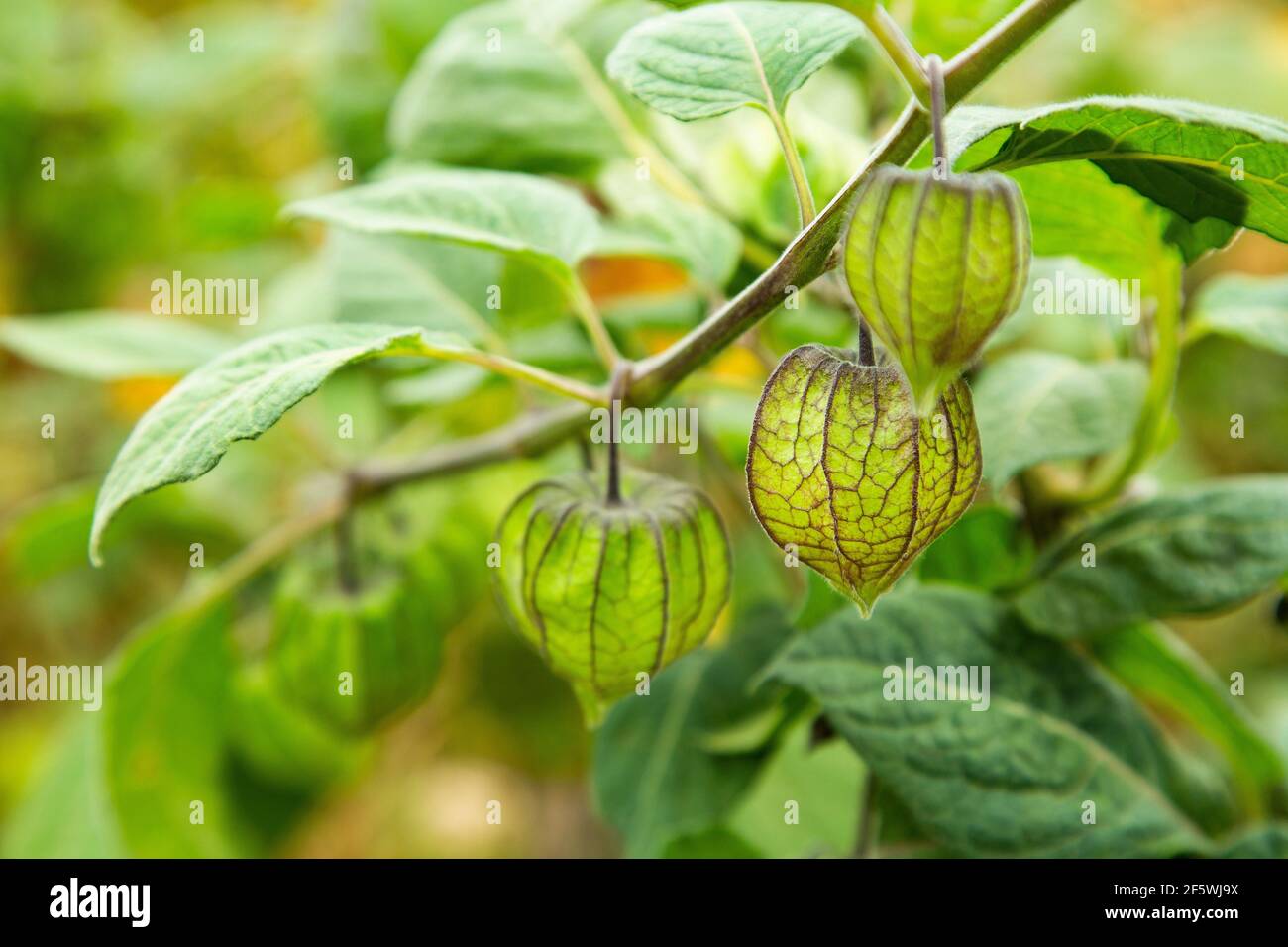 Fresh Cape Gooseberry - Physalis peruviana Stock Photo - Alamy