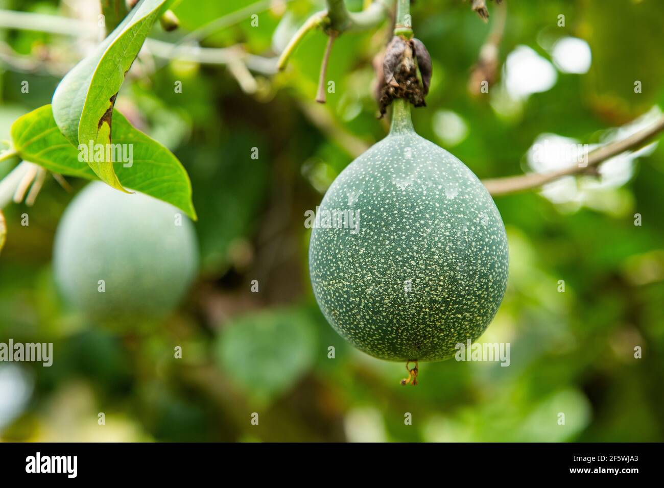 Passiflora ligularis, green fruit of granadilla on the plant Stock ...