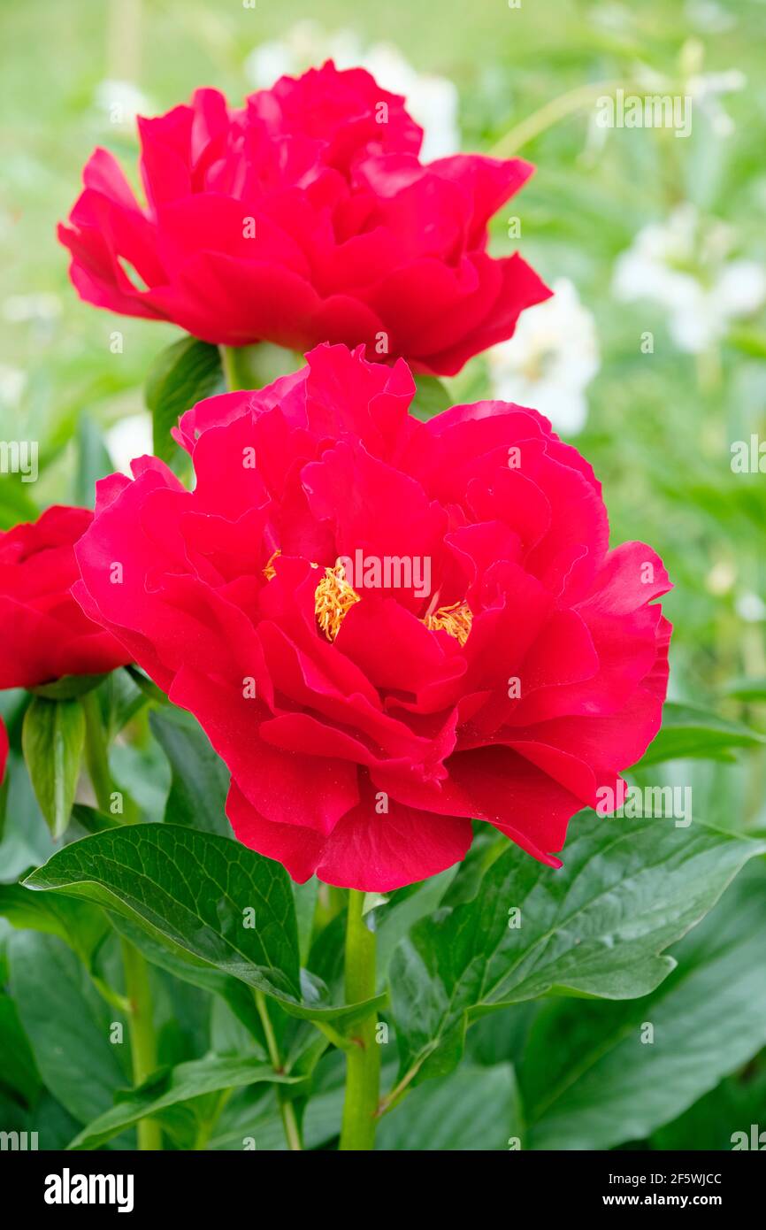 Early Midseason red semi-double Herbaceous Hybrid, semi-double deep red ...