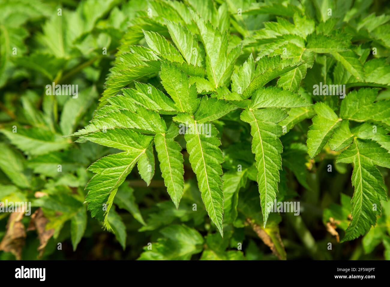 Arracacia hi-res stock photography and images - Alamy
