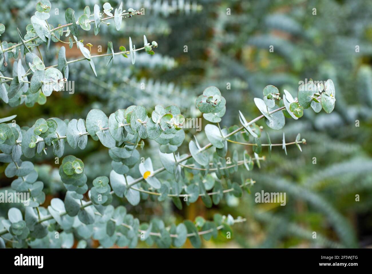 Eucalyptus plant baby blue - Eucalyptus little boy blue Stock Photo - Alamy