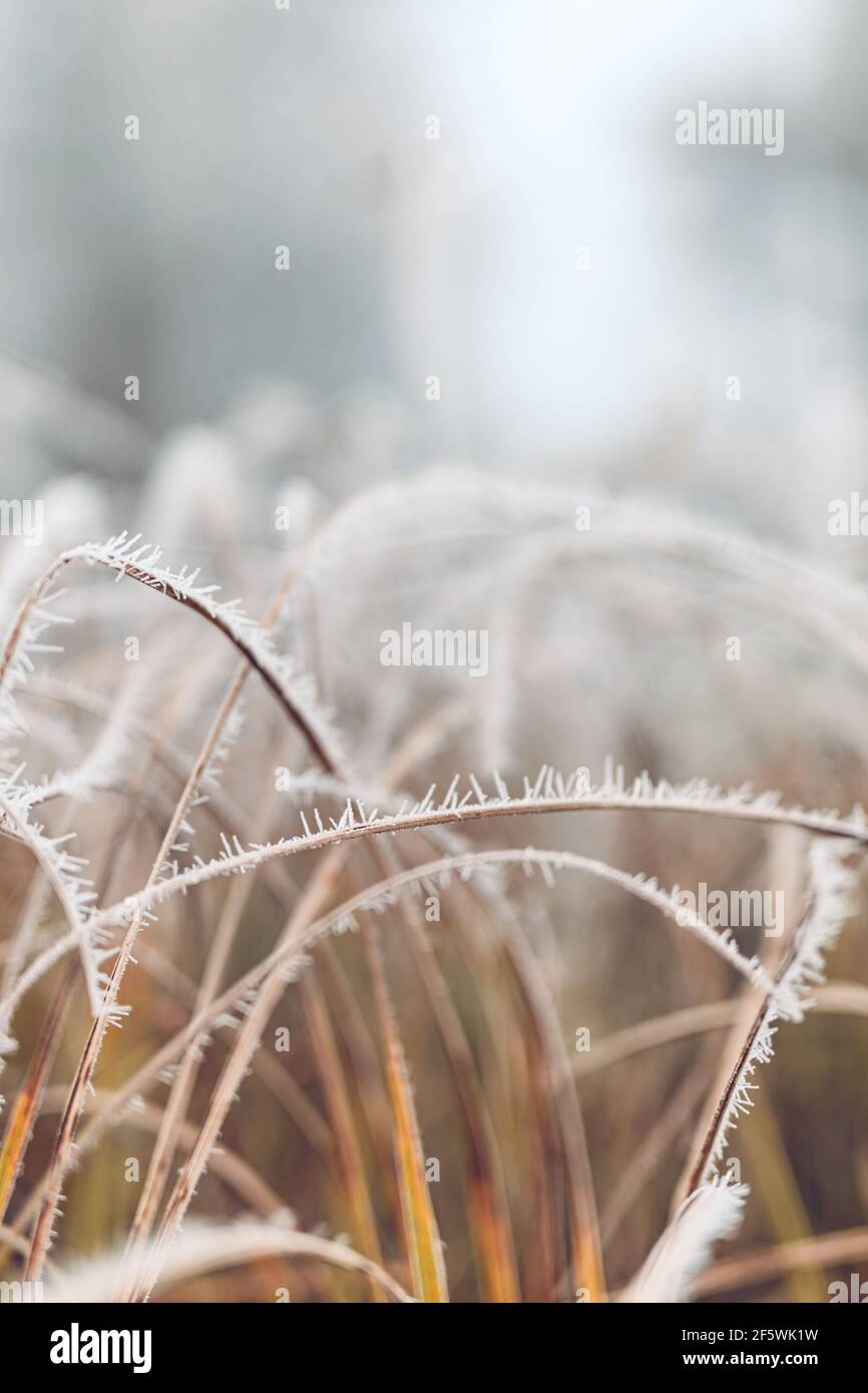 Freeze nature hi-res stock photography and images - Alamy