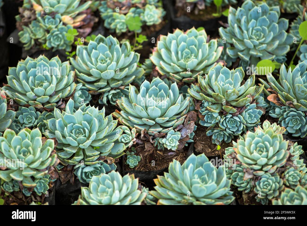 Echeveria rosette hi-res stock photography and images - Alamy