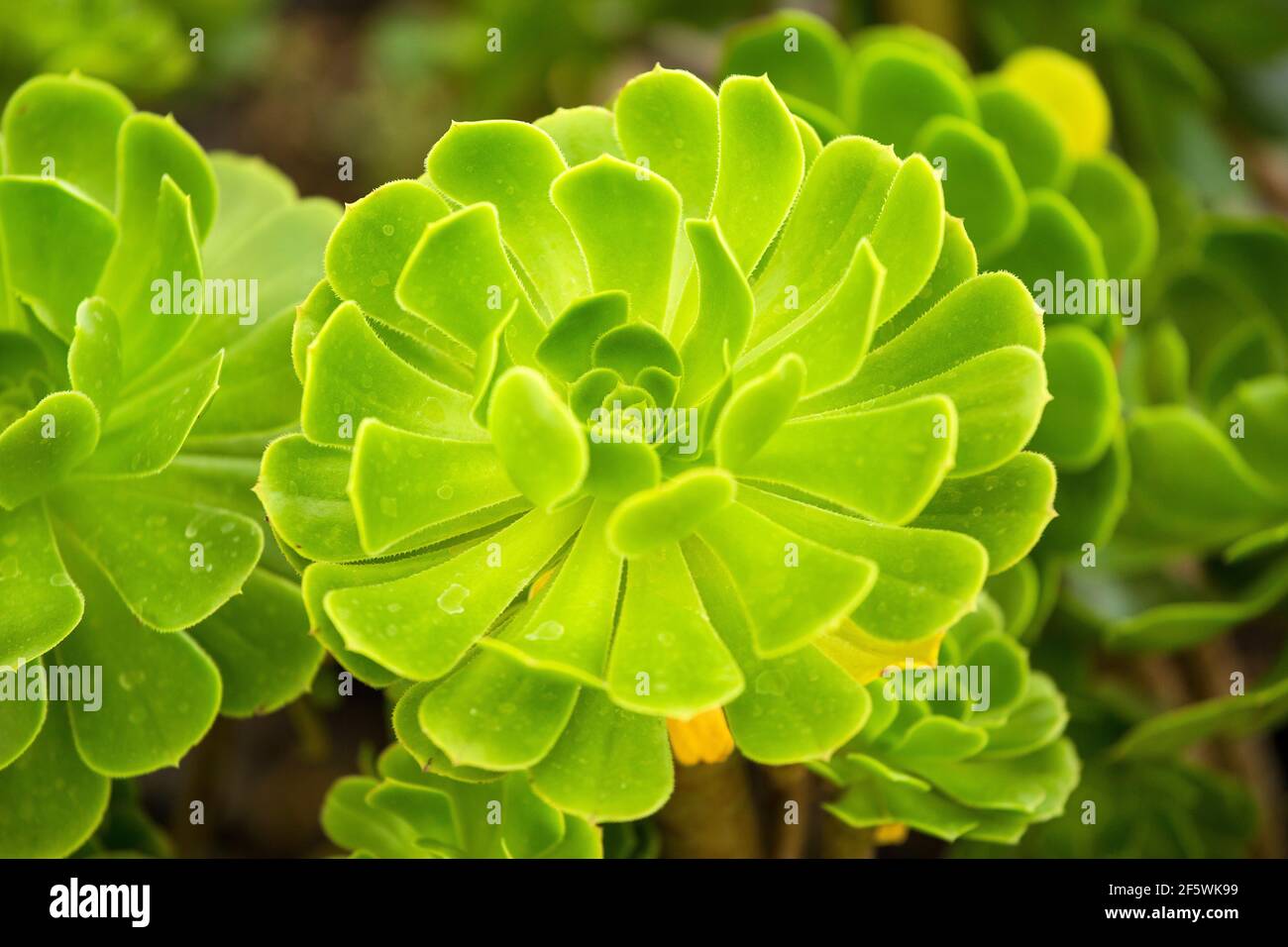 Echeveria - Rosette succulent plant, alabaster rose Stock Photo - Alamy