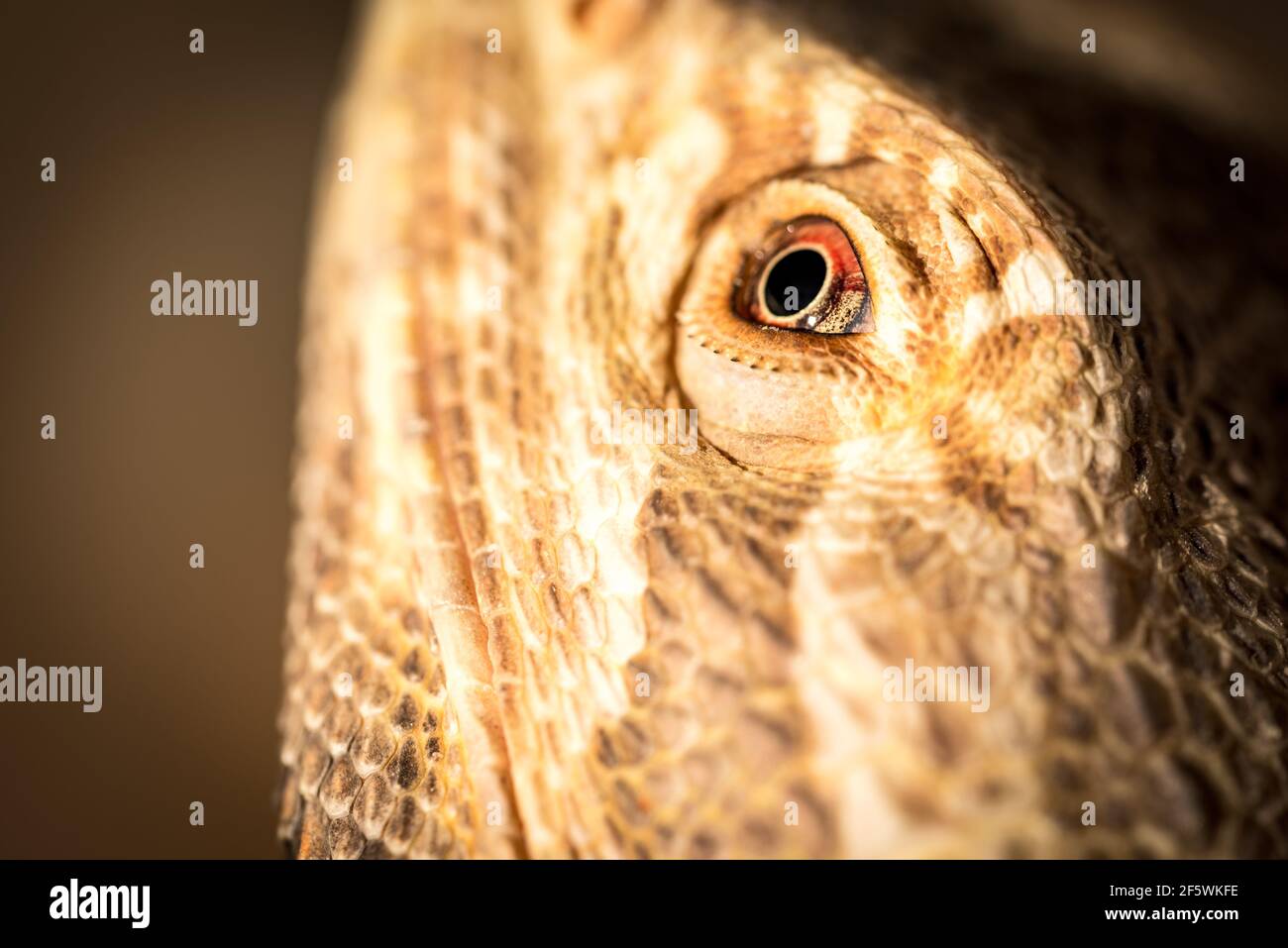 Bearded agama with spikes. A reptile with close-up. Lizard's eye ...
