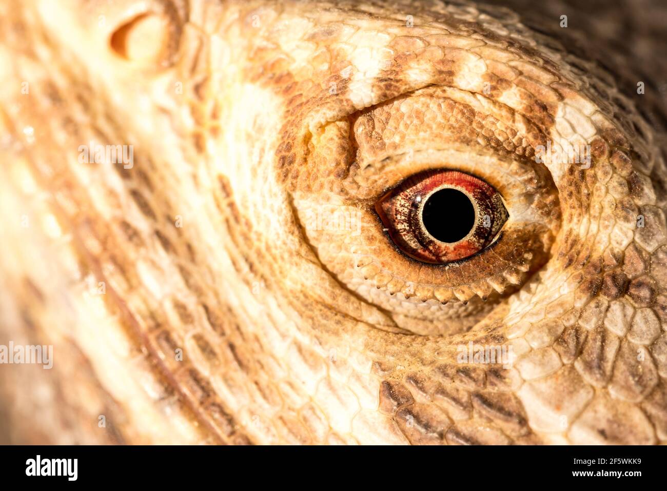 Bearded agama with spikes. A reptile with close-up. Lizard's eye ...