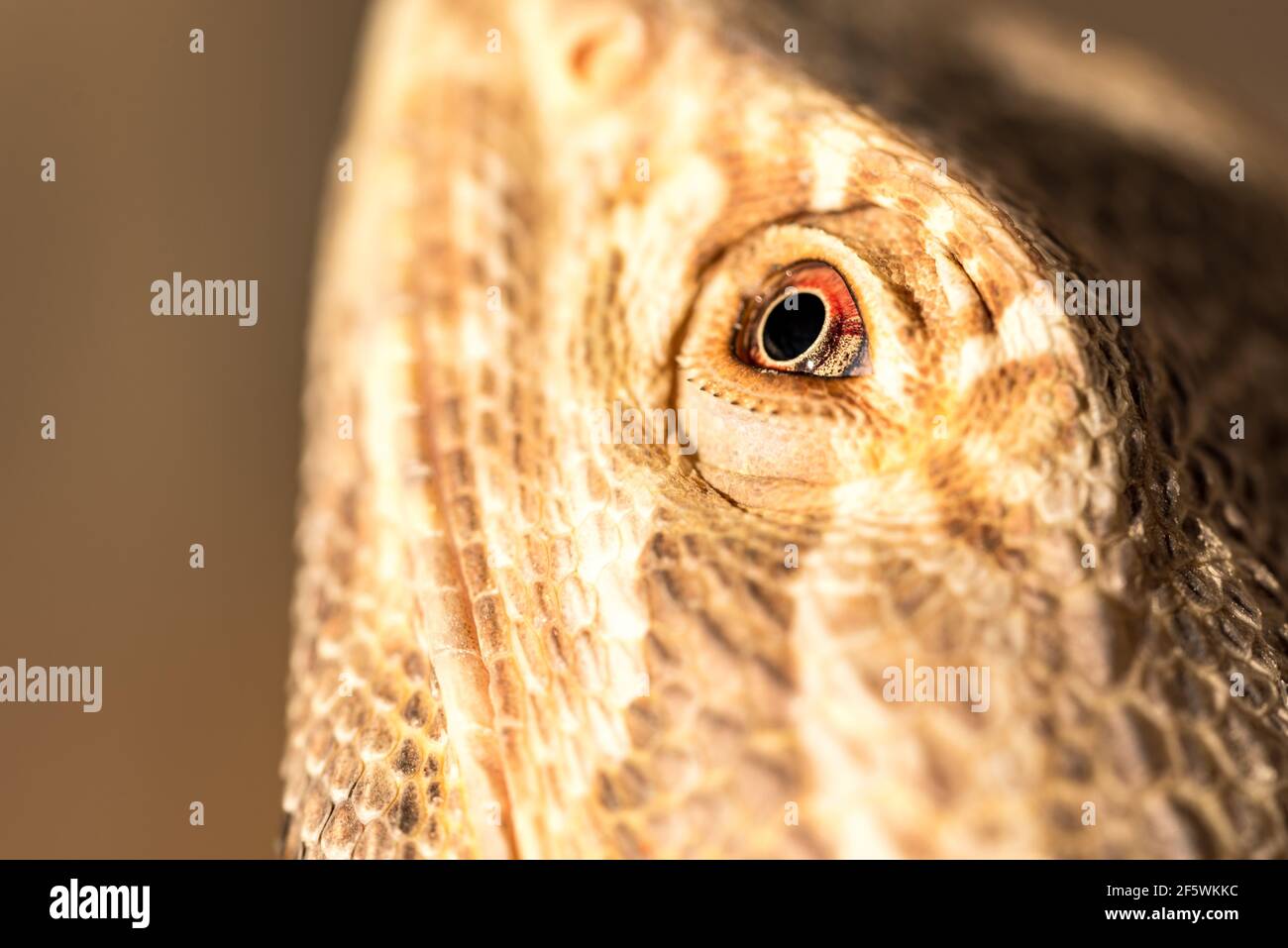 Bearded agama with spikes. A reptile with close-up. Lizard's eye ...