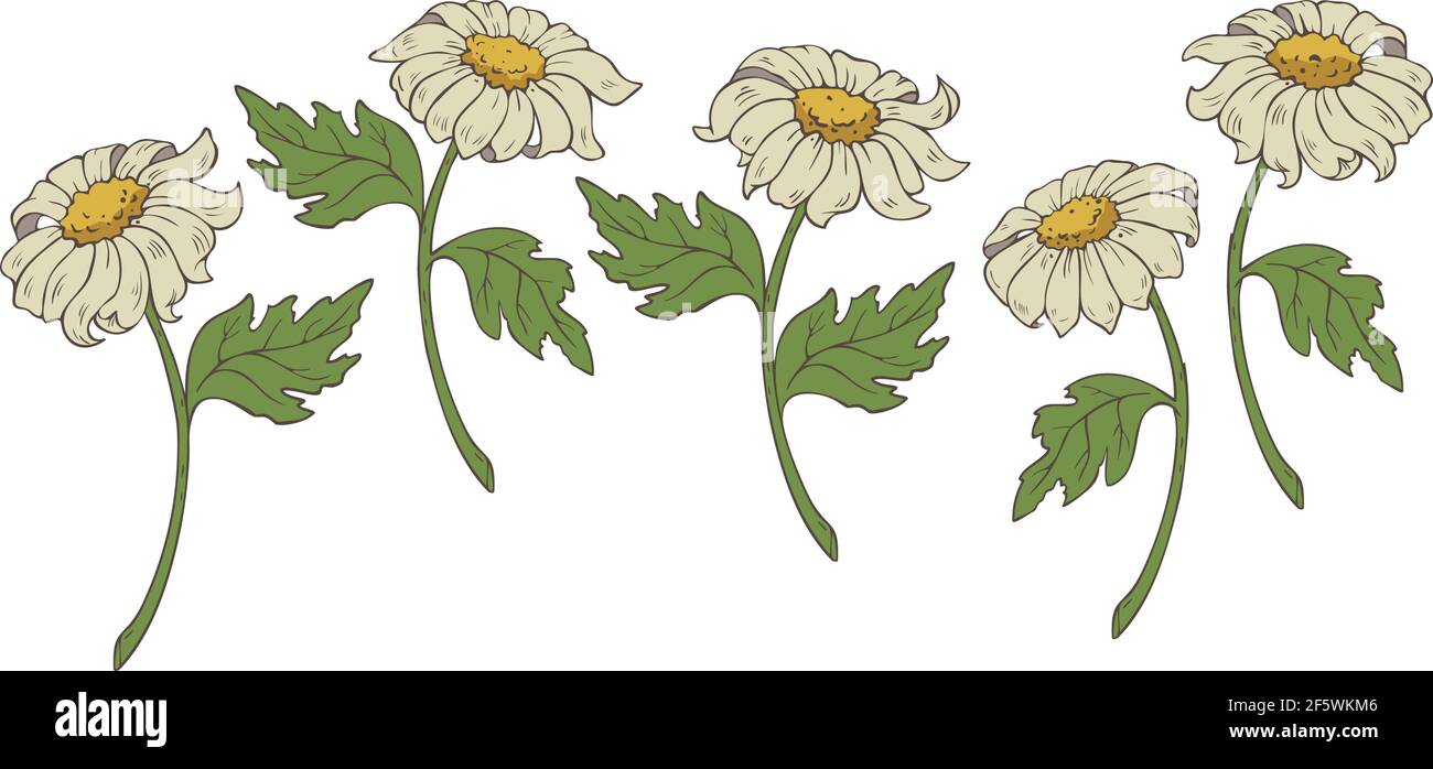 Vector collection with camomile blooming flowers. Set of vector ...