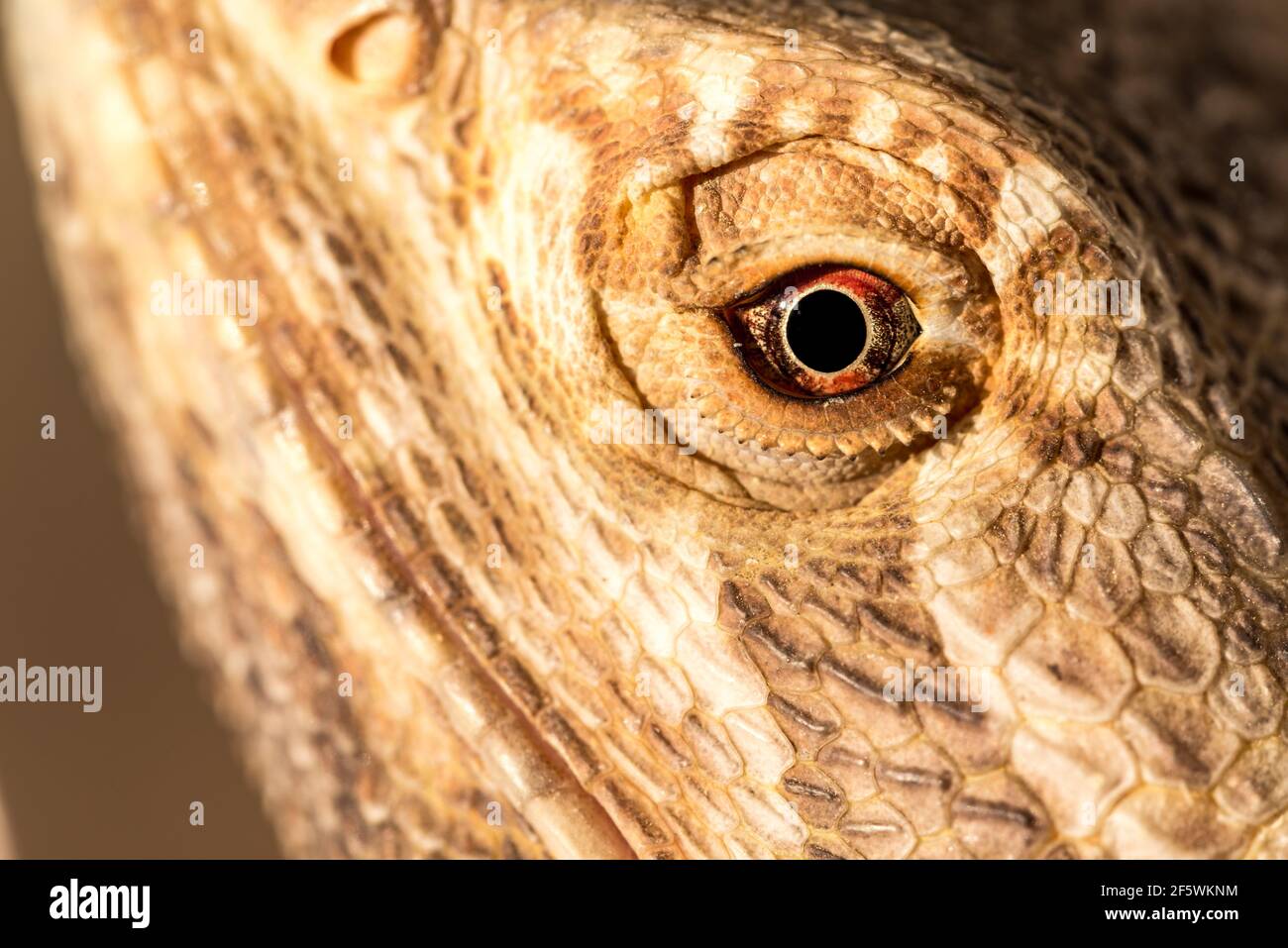 Bearded agama with spikes. A reptile with close-up. Lizard's eye ...