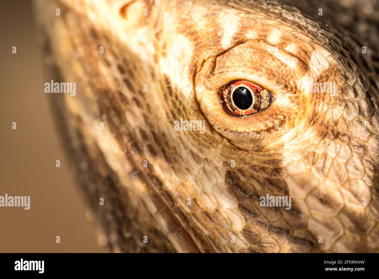 Bearded agama with spikes. A reptile with close-up. Lizard's eye ...