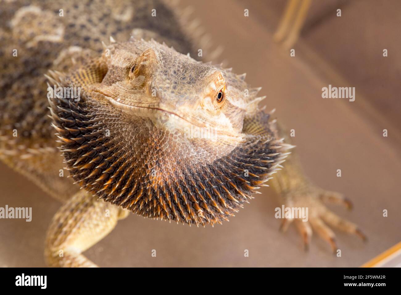 Bearded agama with spikes. A reptile with close-up. Lizard's eye ...