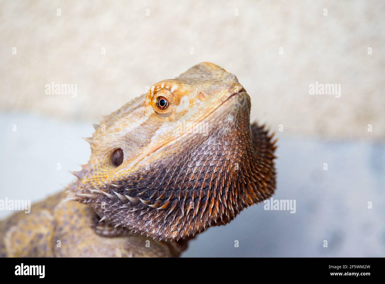 Bearded agama with spikes. A reptile with close-up. Lizard's eye ...