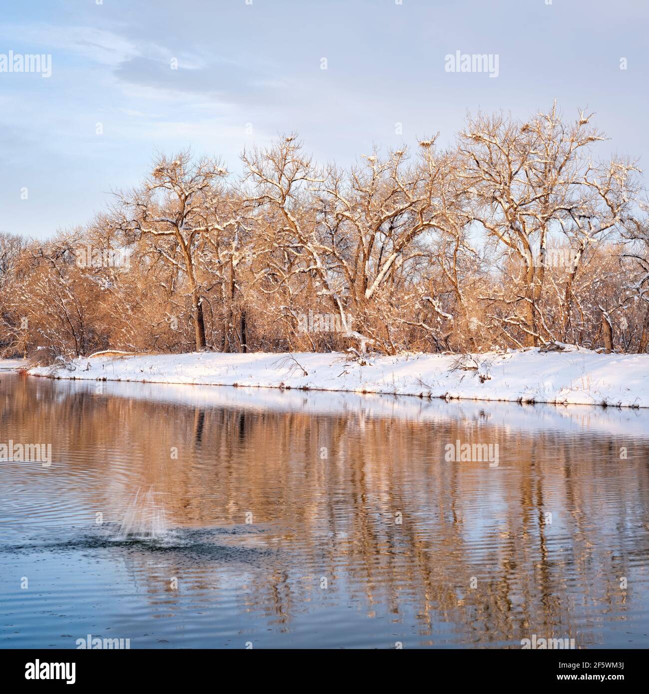 winter scenery of a small lake in northern Colorado with blue heron ...