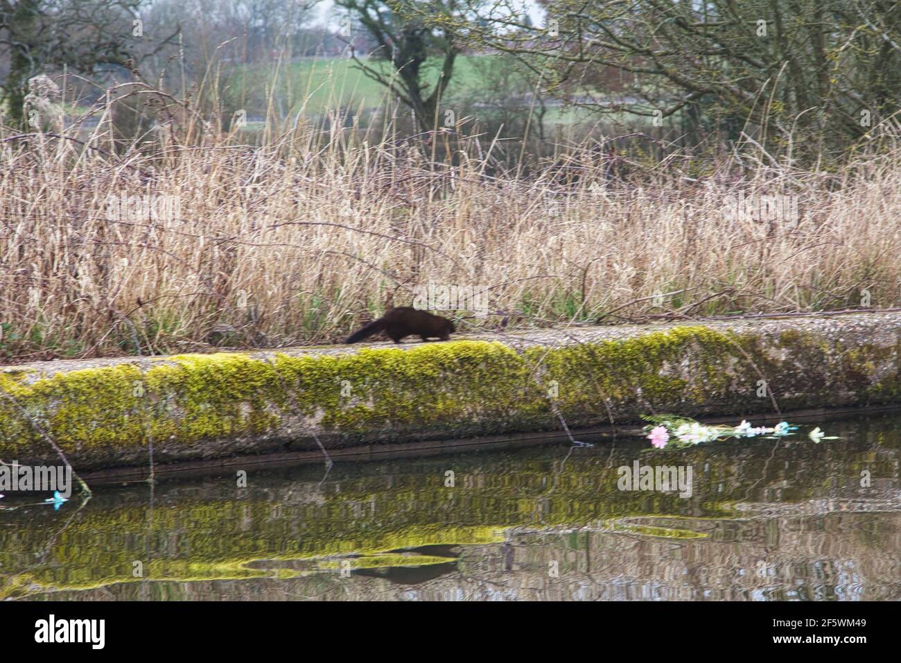 Uk mink wild hi-res stock photography and images - Alamy