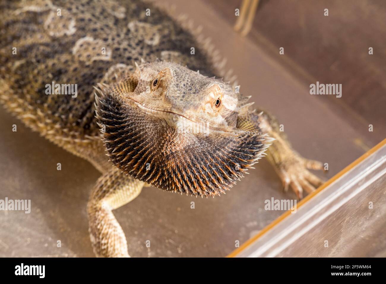Bearded serpent hi-res stock photography and images - Alamy