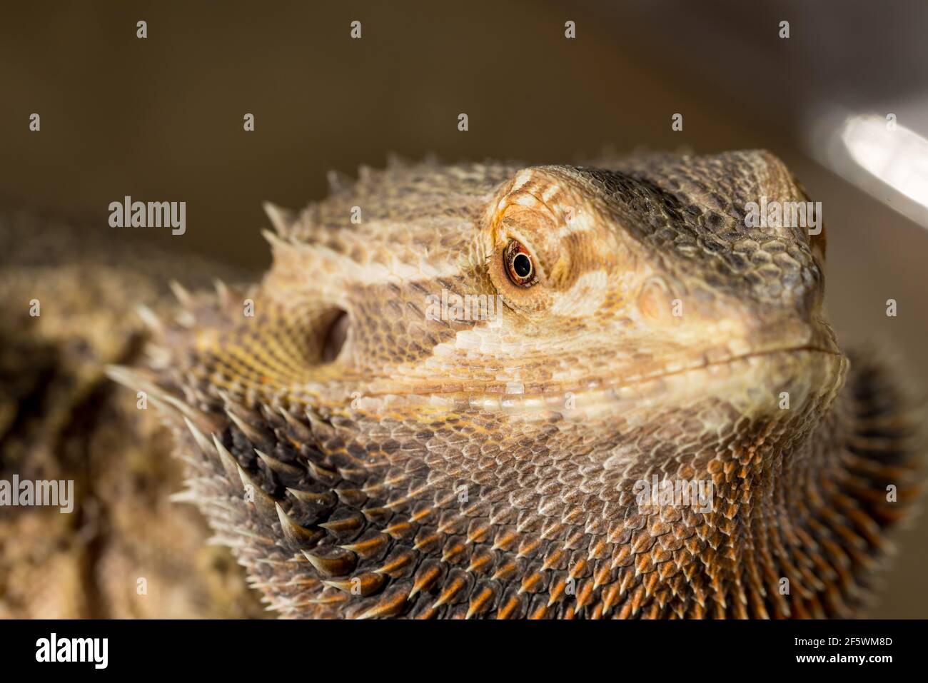 Bearded agama with spikes. A reptile with close-up. Lizard's eye ...