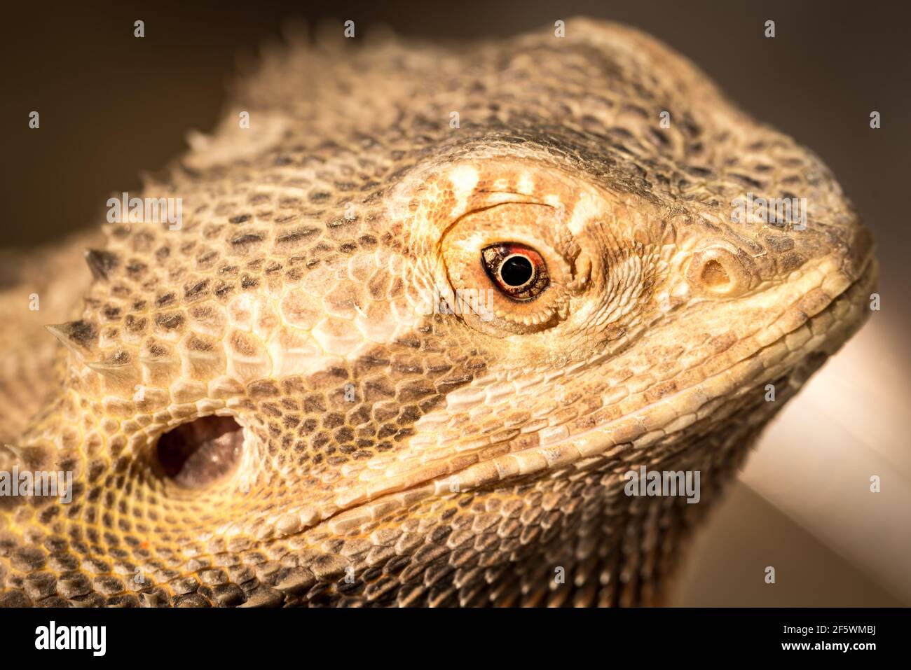 Bearded agama with spikes. A reptile with close-up. Lizard's eye ...