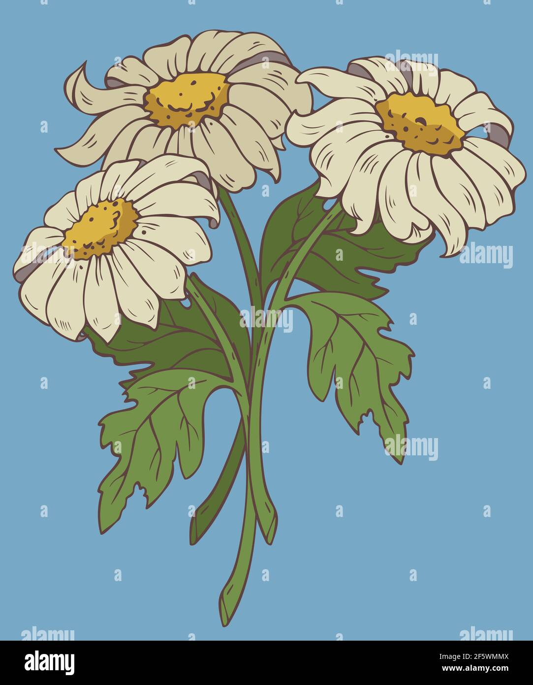 Vector illustration with bouquet of camomiles. Design for postcard ...