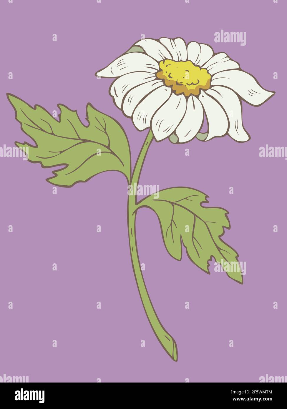 Vector illustration of camomile. Daisy flower on lilac background Stock ...