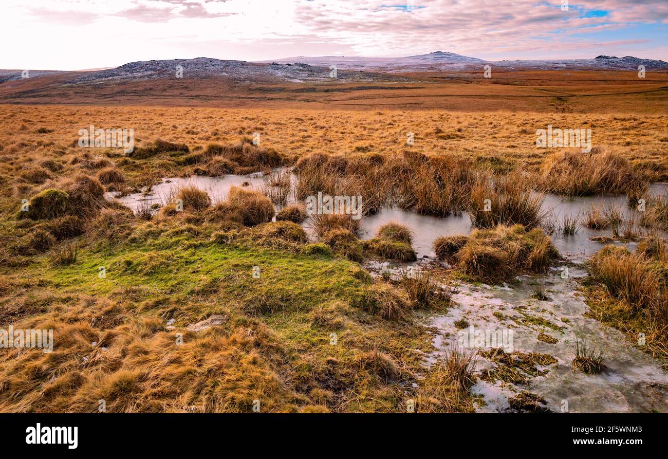 A rainfall pond on the ridge running between Oke Tor and Belstone Tors ...