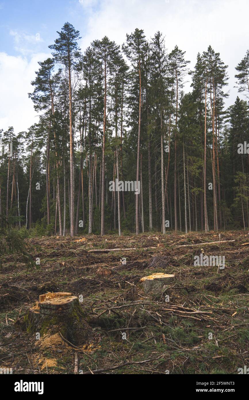 The area of felled forest. Cutted trees. Pine forest area Stock Photo ...