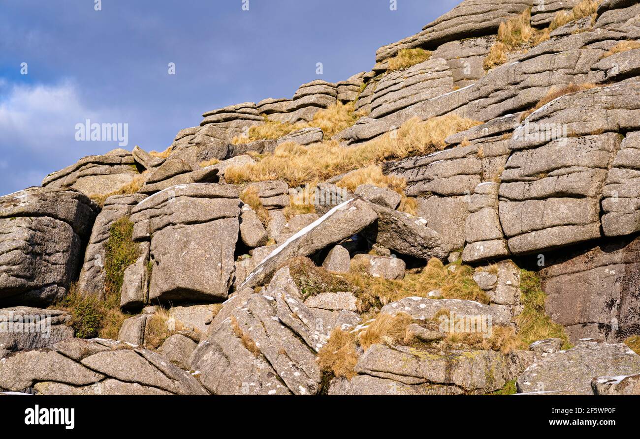 Bristle bent grass growing on the face of Oke Tor, Dartmoor National ...
