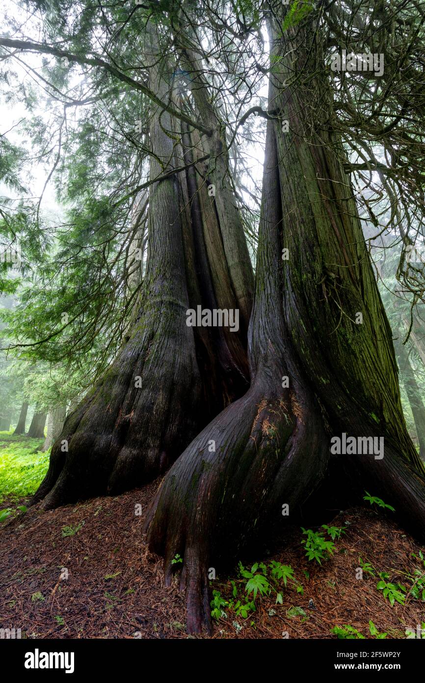 Landscape nature an old growth cedar forest Stock Photo - Alamy
