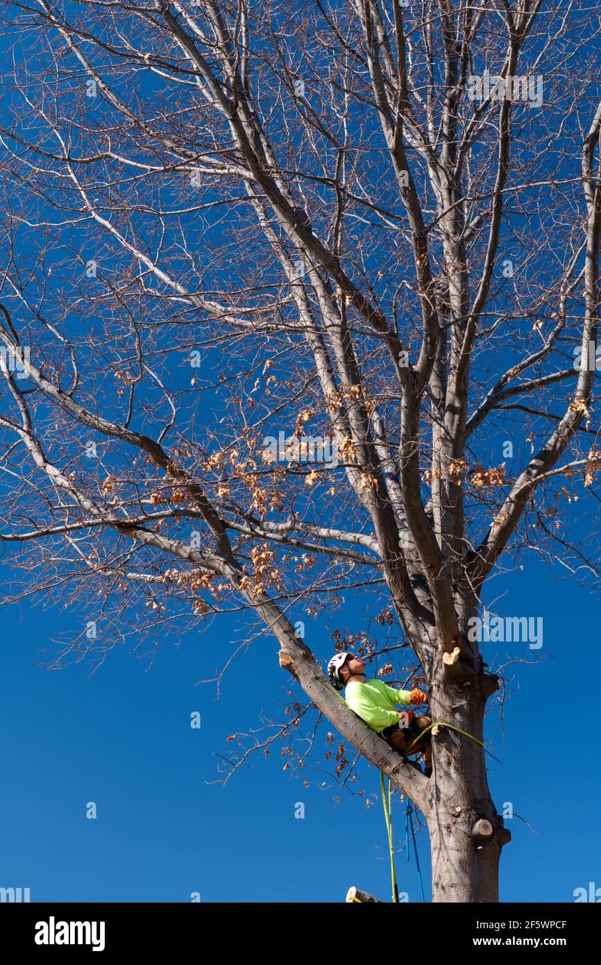 Yellow vested man sits in the Y of an old Oak Tree Stock Photo - Alamy