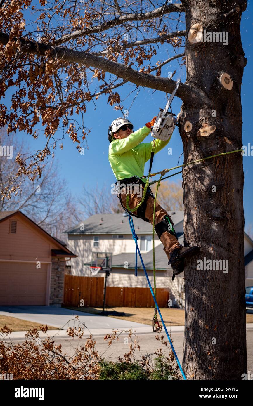 Pruning a tree with a small chain saw Stock Photo - Alamy