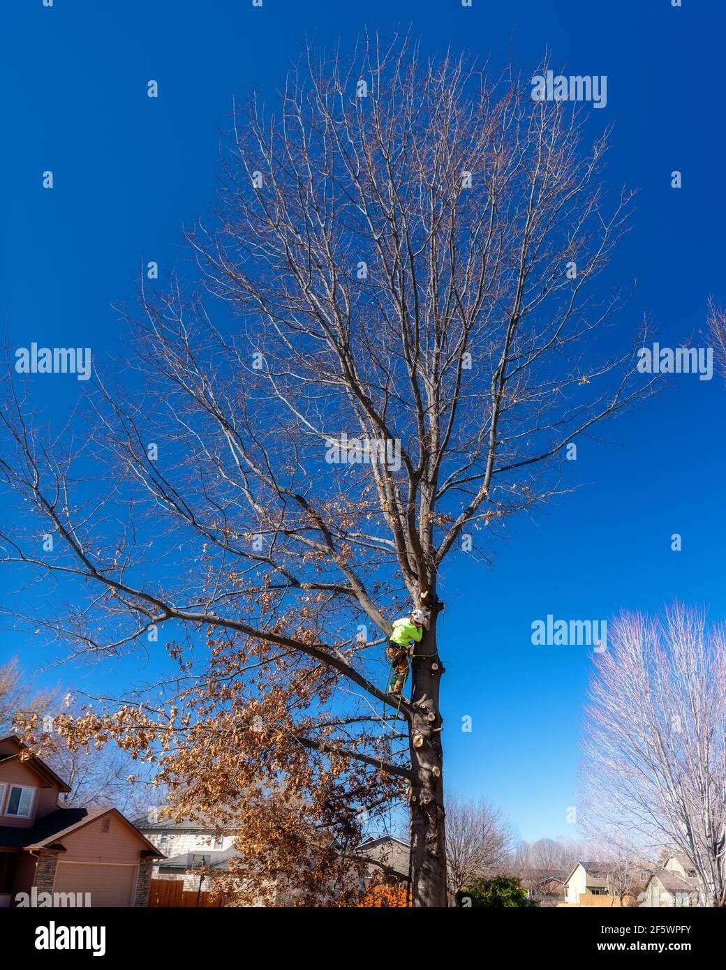 Man climbs the tree hi-res stock photography and images - Alamy