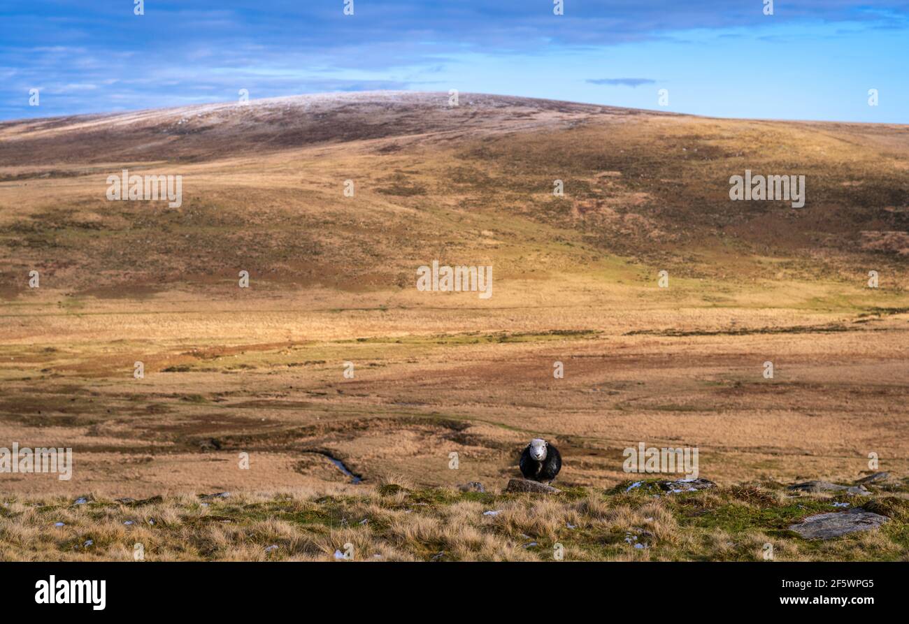A winter view, including a sheep, from Oke Tor over the Taw Marsh ...