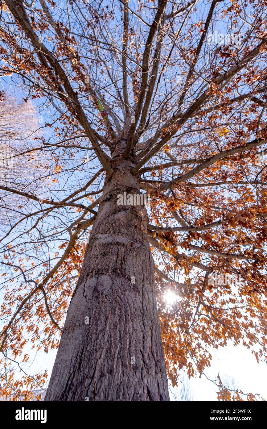 Wood oak tree and limbs with only some leaves Stock Photo - Alamy